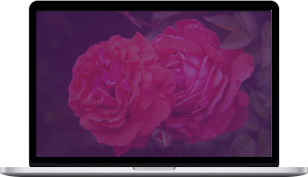 Download Melissa Joy – Joy Mapping – Healing the Heart – Healthcare Course